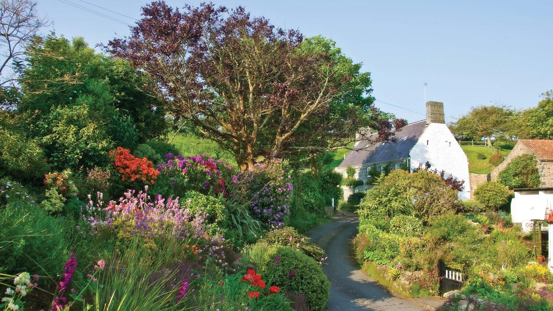 Wild Flowers of Guernsey | Visit with Condor Ferries